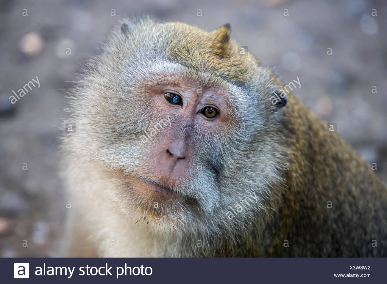 Eyes Of A Monkey Stockfotos und -bilder Kaufen - Alamy