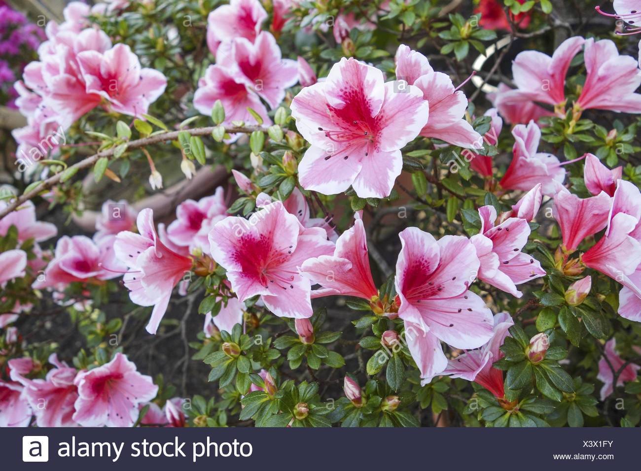 Rhododendron Simsii Stockfotos und -bilder Kaufen - Alamy