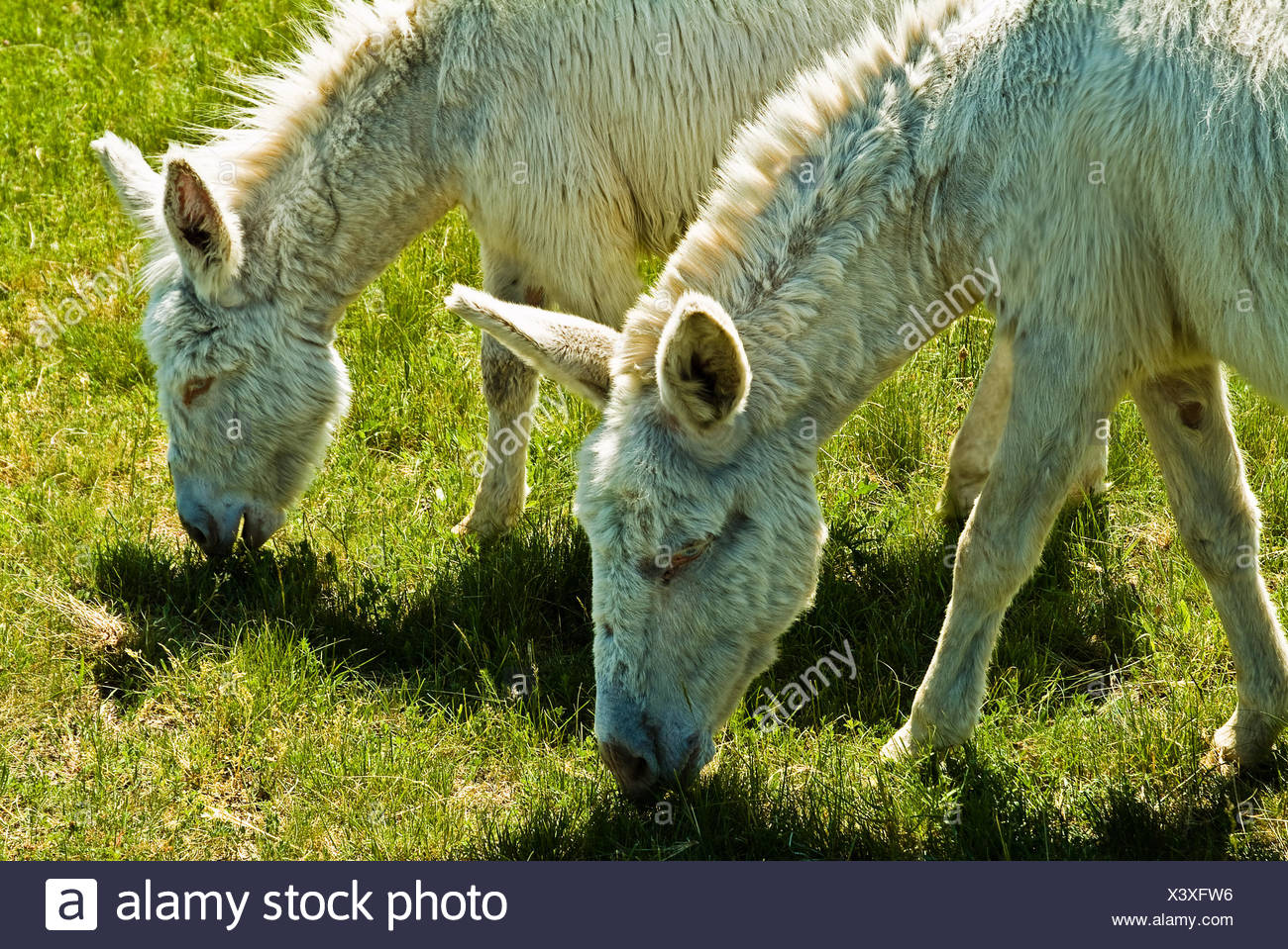 Donkey Albino Stockfotos und -bilder Kaufen - Alamy