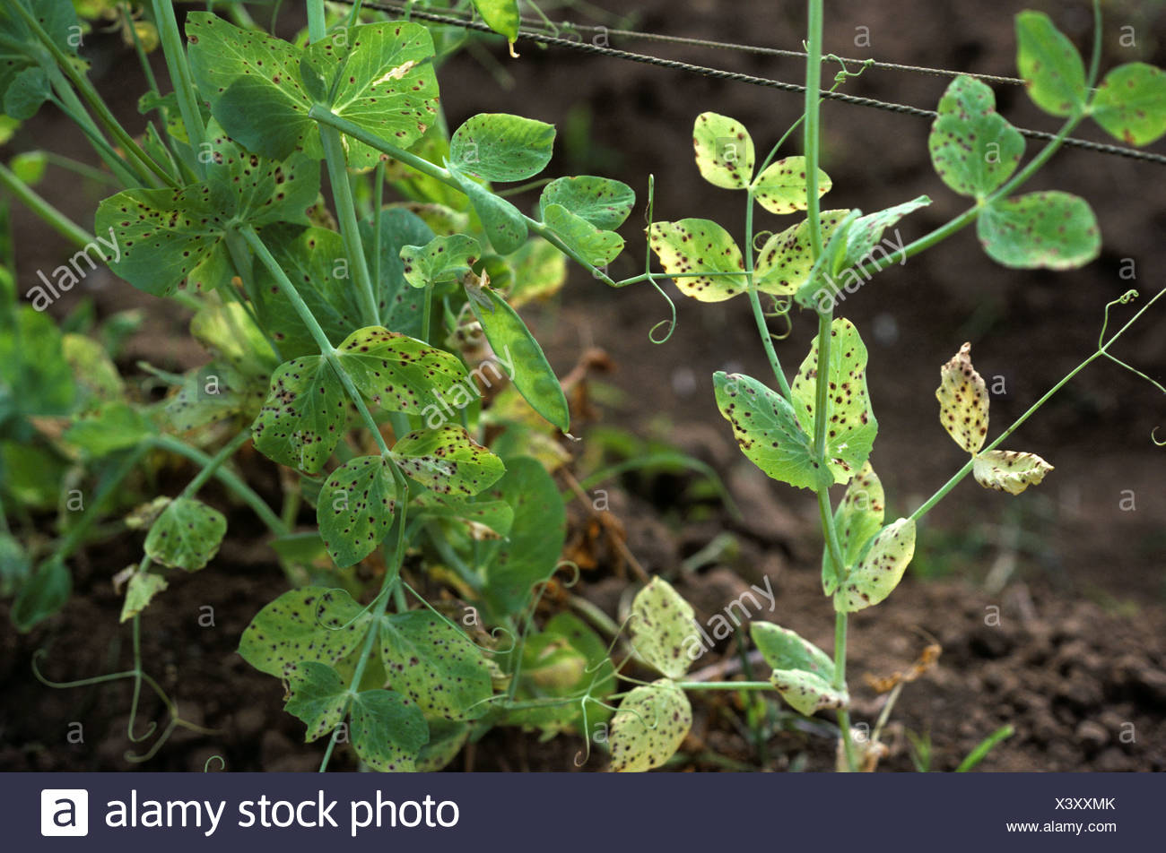 Mycosphaerella Pinodes Stockfotos und -bilder Kaufen - Alamy