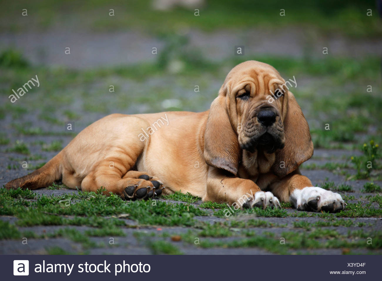Young Bloodhound St Hubert Hound Stockfotos und -bilder Kaufen - Alamy