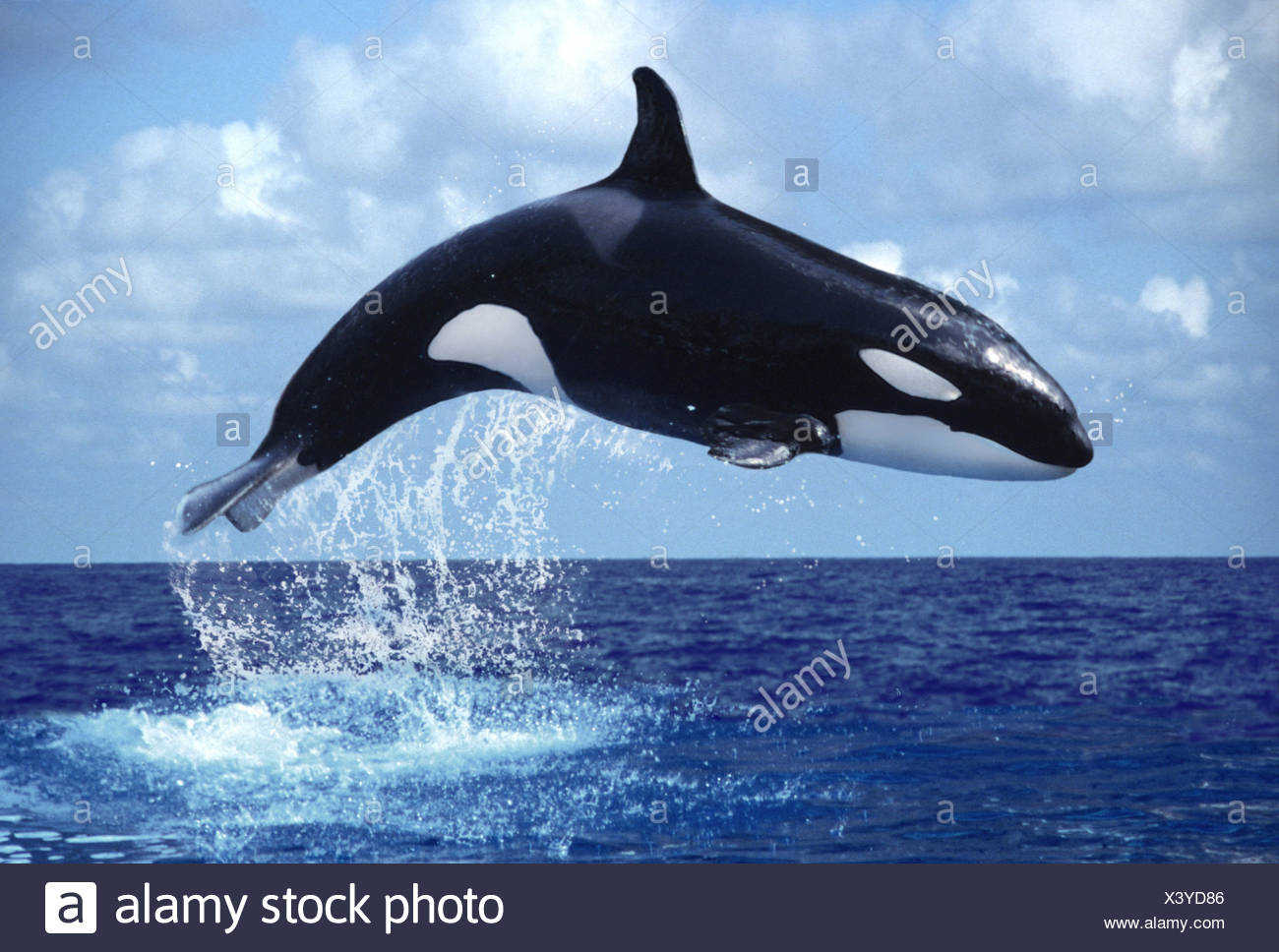 Orca Orcinus Orca Side Stockfotos & Orca Orcinus Orca Side Bilder ...