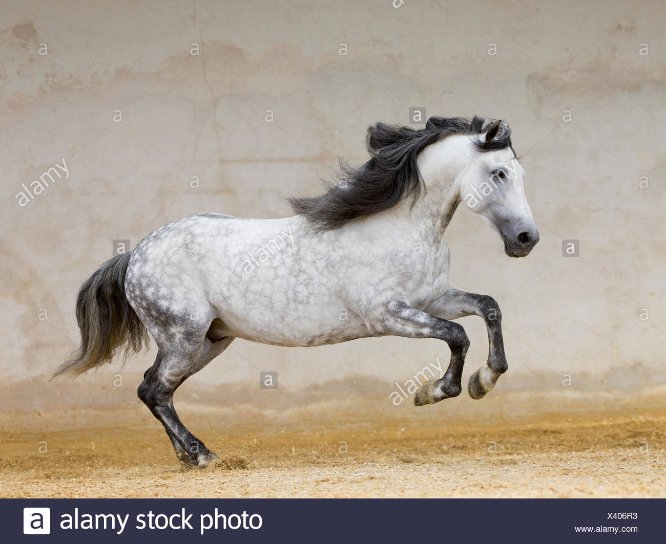 Graues Pferd Des Dapple Stockfotos & Graues Pferd Des Dapple Bilder - Alamy