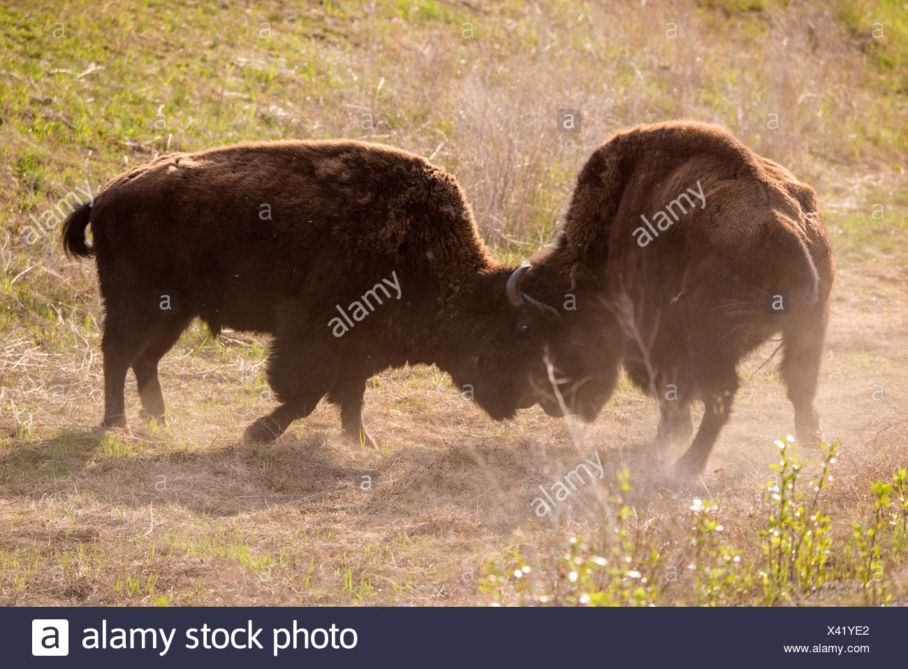American Bison And Fighting Stockfotos und -bilder Kaufen - Alamy