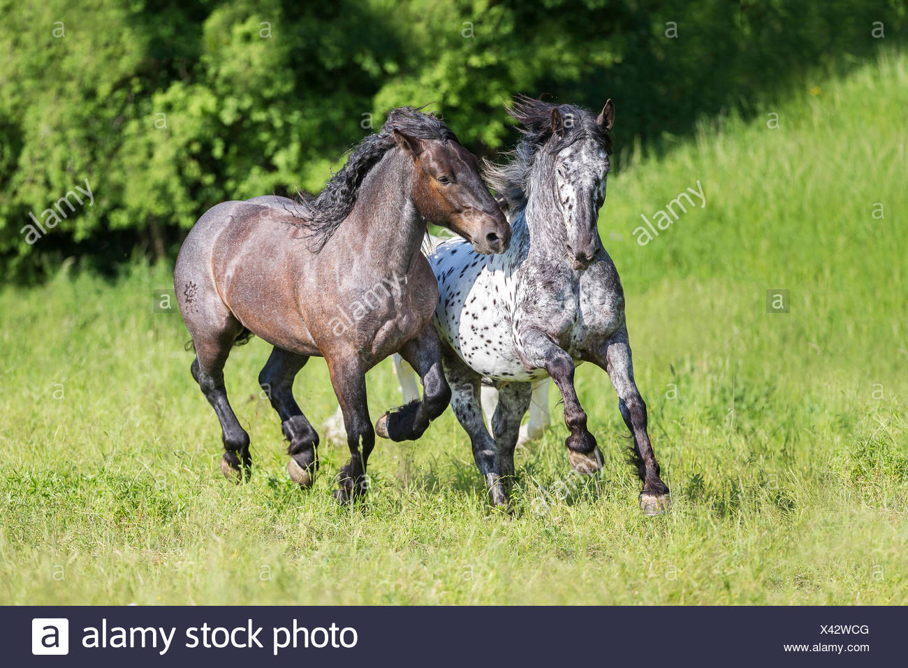 Noriker Horses Stockfotos und -bilder Kaufen - Alamy