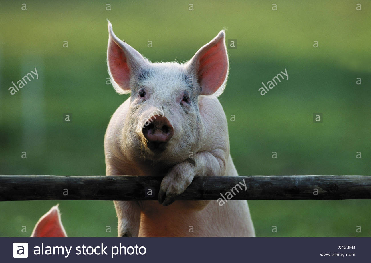 Lustiges Schwein Stockfotos & Lustiges Schwein Bilder - Alamy