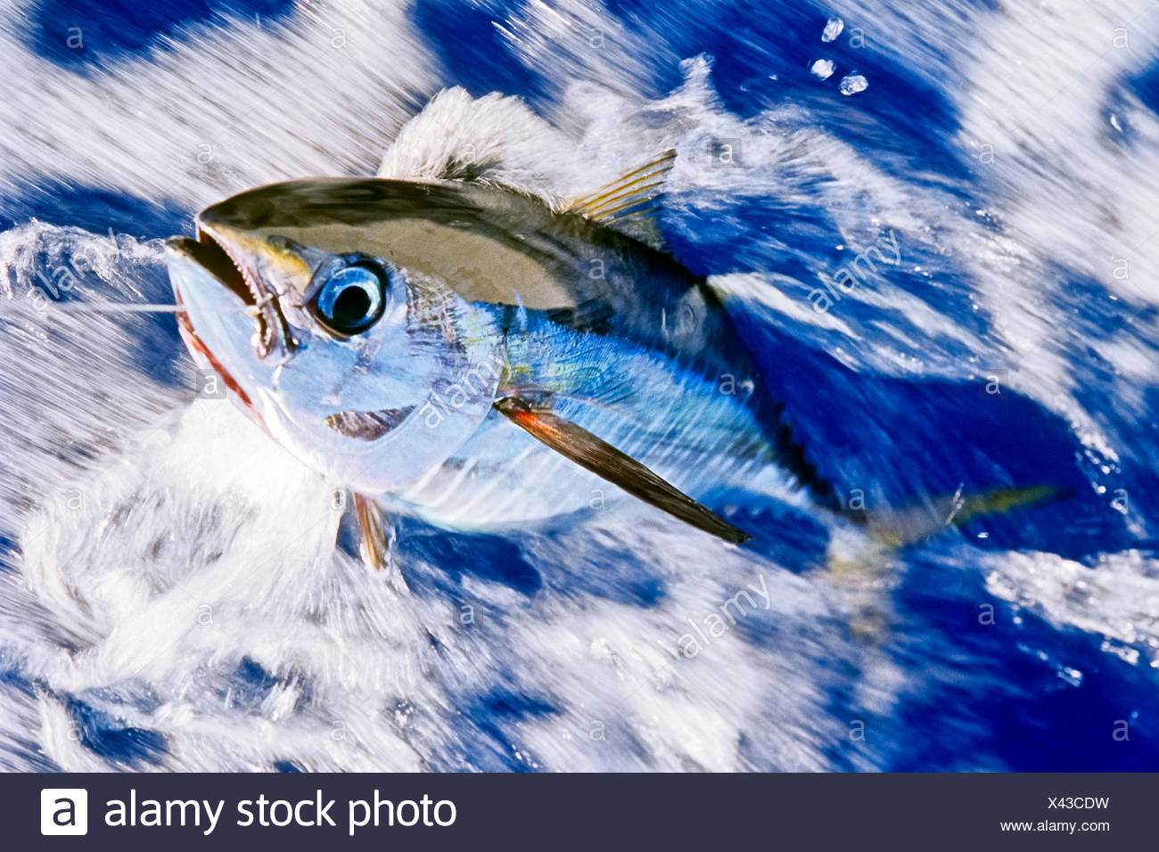 Thunfisch Tier Stockfotos und -bilder Kaufen - Alamy