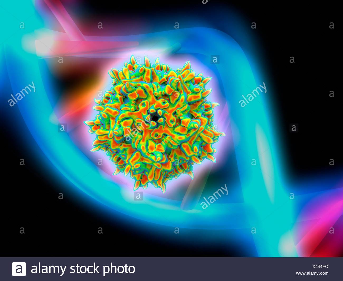 Dna Virus Stockfotos & Dna Virus Bilder - Alamy