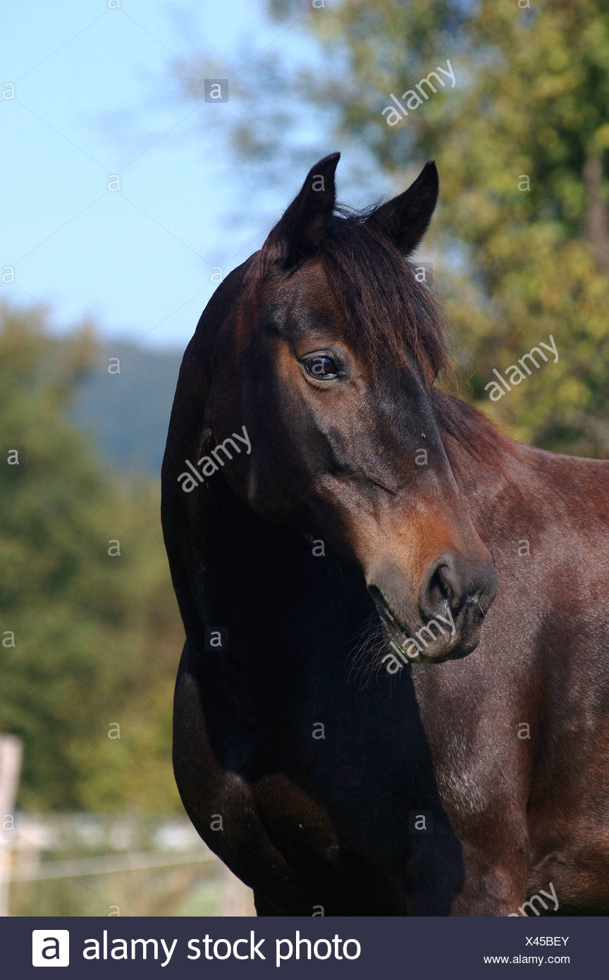 Bay Pinto Horse Stockfotos & Bay Pinto Horse Bilder - Alamy