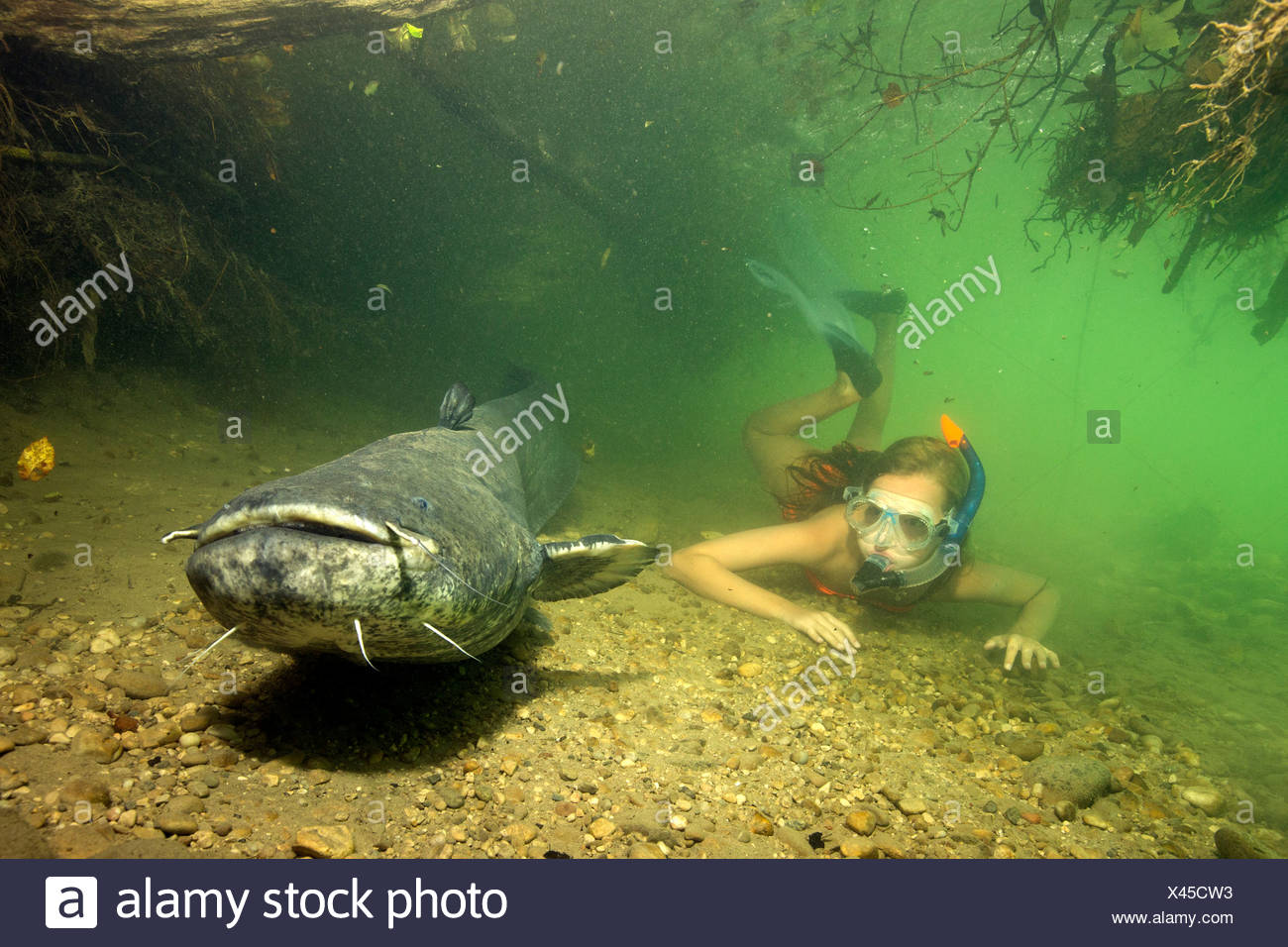 Wels Catfish Underwater Stockfotos und -bilder Kaufen - Seite 2 - Alamy