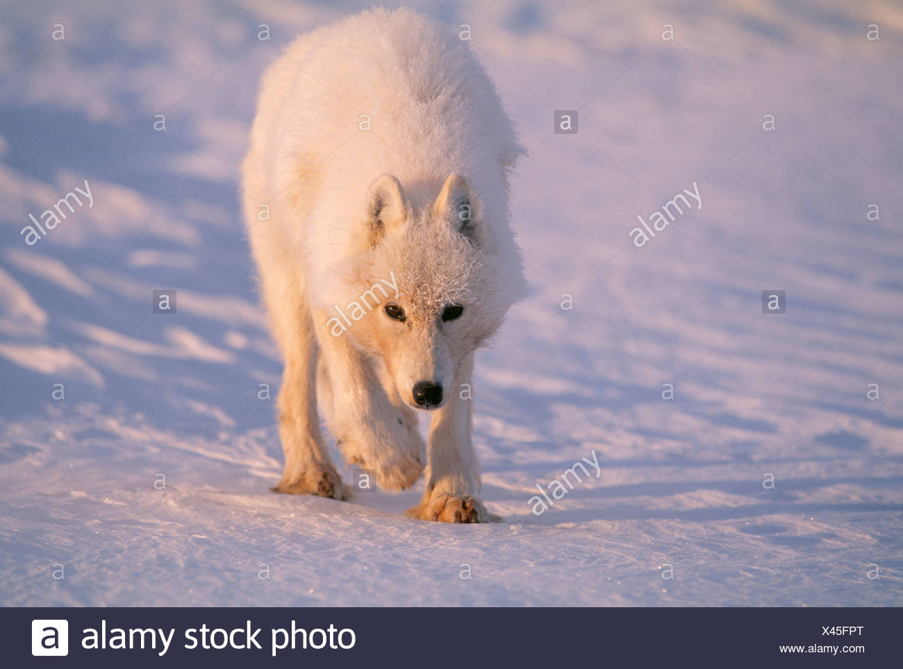 Arctic Wolf Stockfotos und -bilder Kaufen - Alamy