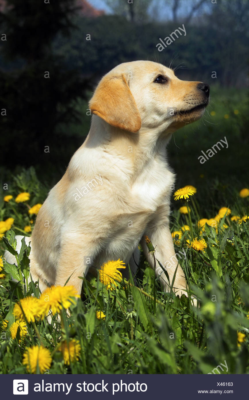 Labrador Puppy Sitting On Flower Stockfotos & Labrador Puppy Sitting On ...