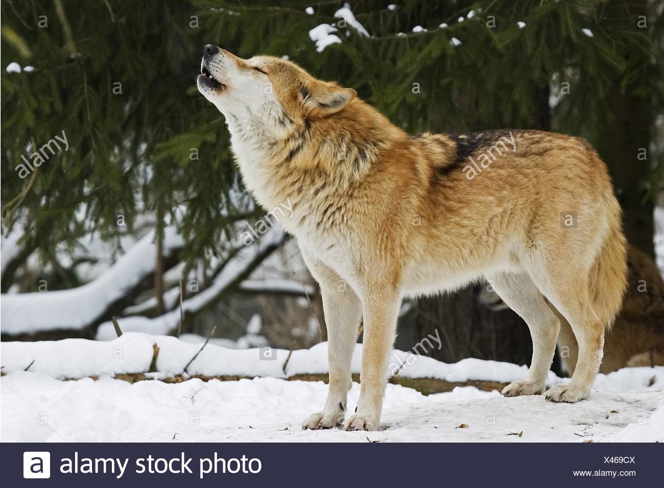 Wolf Profile Howl Stockfotos und -bilder Kaufen - Alamy