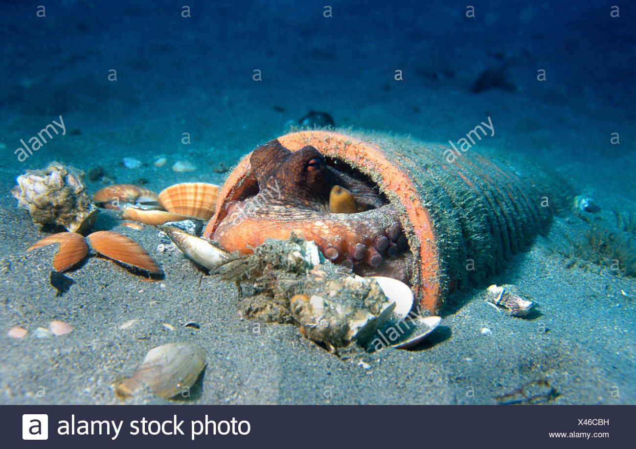 Octopus Vulgaris In Mediterranean Sea Stockfotos und -bilder Kaufen - Alamy