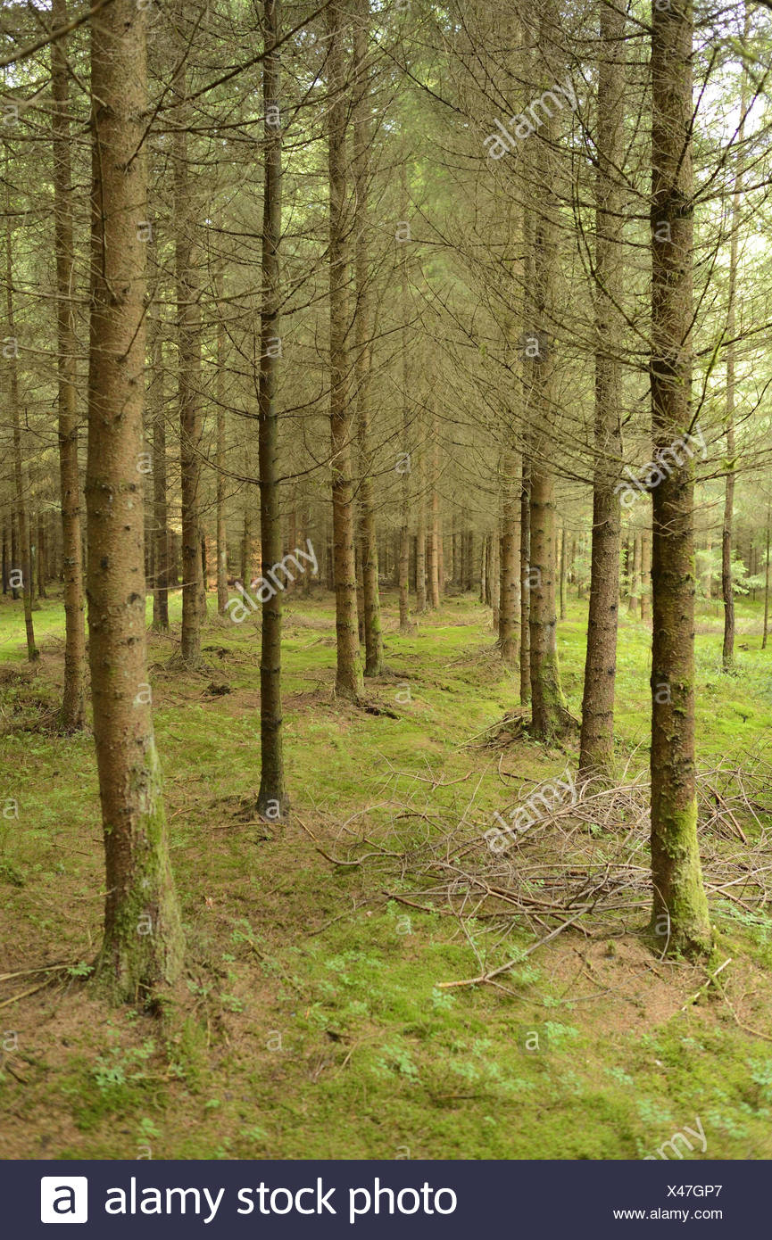 Fichten Monokultur Stockfotos & Fichten Monokultur Bilder - Alamy