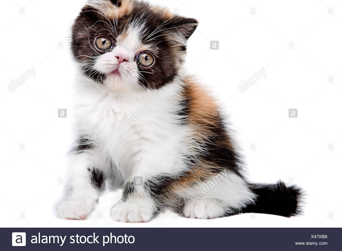 Schildpatt Perser Katze Stockfotos und -bilder Kaufen - Alamy