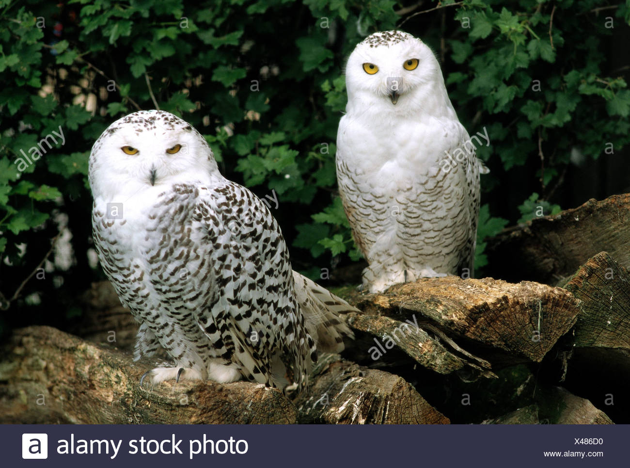 Zwei Eulen, Die Auf Baumstamm Stehen Stockfotos und -bilder Kaufen - Alamy