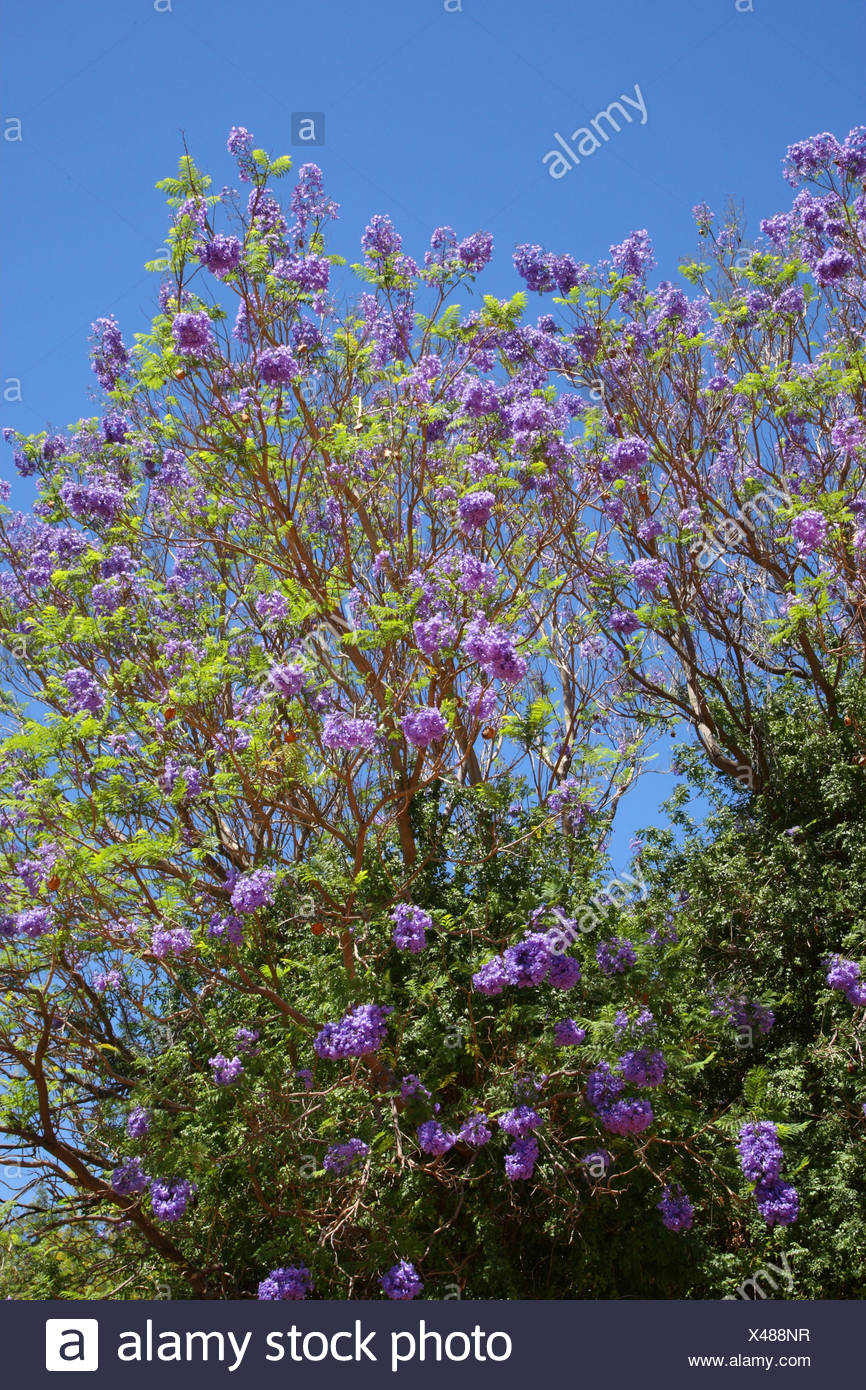 Jacaranda Jacaranda Mimosifolia Stockfotos und -bilder Kaufen - Alamy