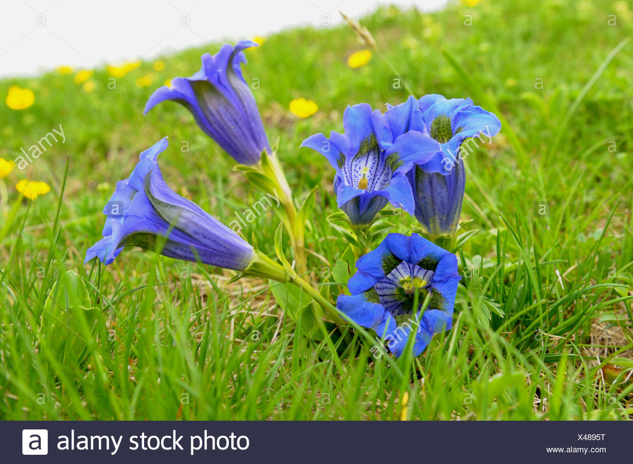 Alpen Enzian Stockfotos & Alpen Enzian Bilder - Alamy
