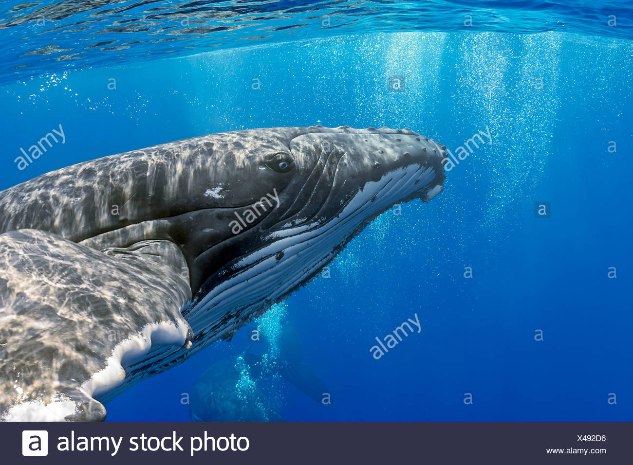 Humpback Whales Bubbles Stockfotos & Humpback Whales Bubbles Bilder - Alamy
