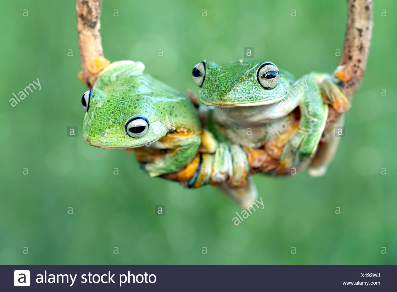 Der Ast Stockfotos und -bilder Kaufen - Alamy
