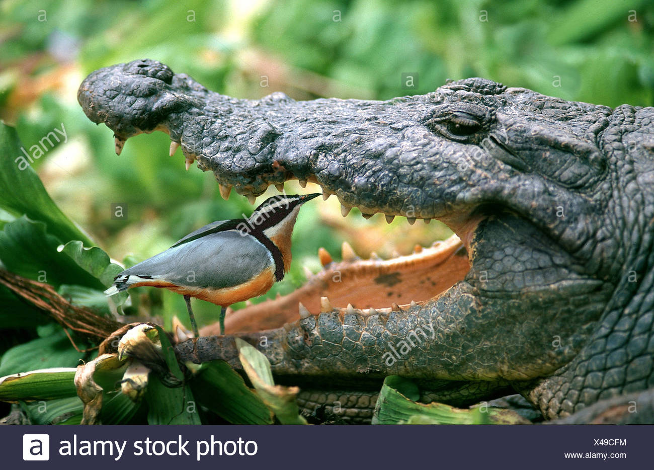 Egyptian Plover Crocodile Bird Crocodile Plover Stockfotos und -bilder ... Egyptian Plover Crocodile Bird Crocodile Plover Stockfotos und -bilder ...