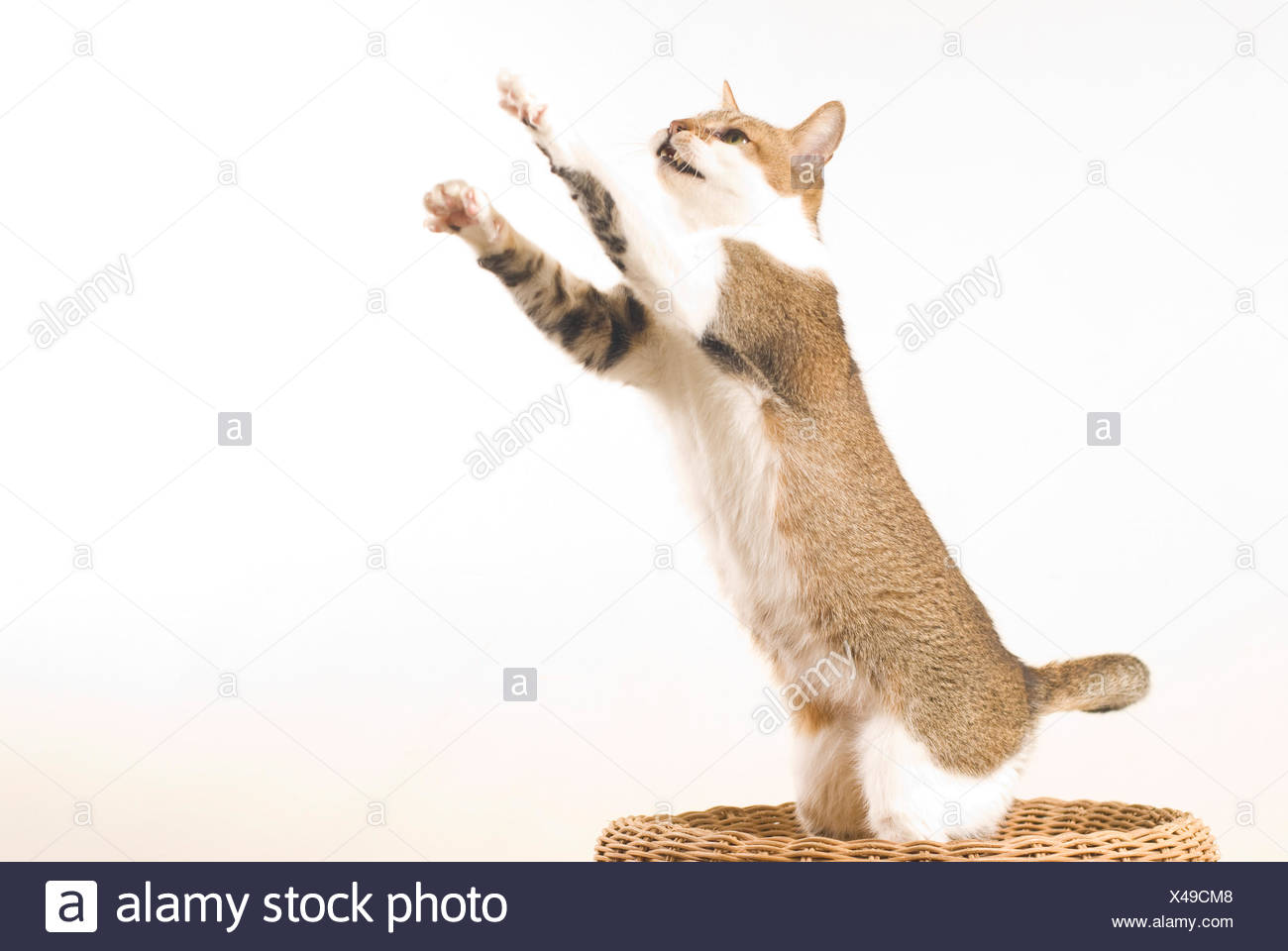 Katze Springt Stockfotos und -bilder Kaufen - Alamy