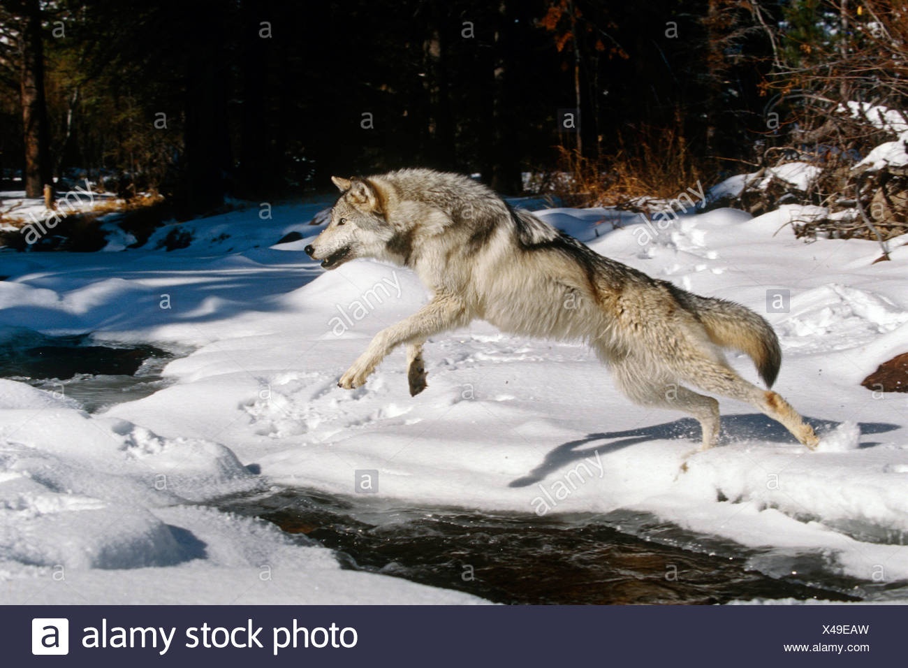 Wolf In Snow Jumping Stockfotos und -bilder Kaufen - Alamy