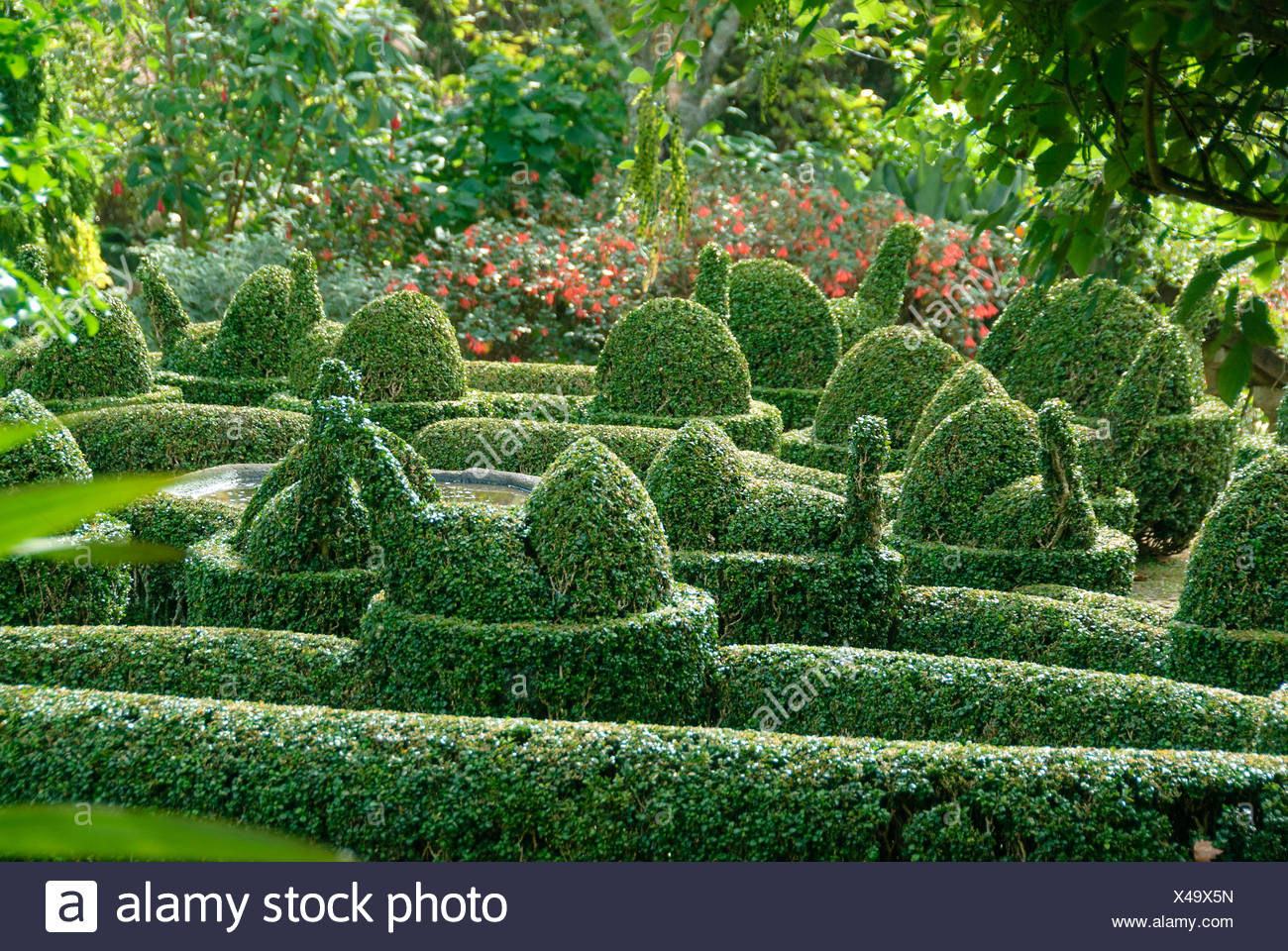 Buchsbaum Buchsbaum Buchsbaum Hecken Stockfotos und -bilder Kaufen - Alamy