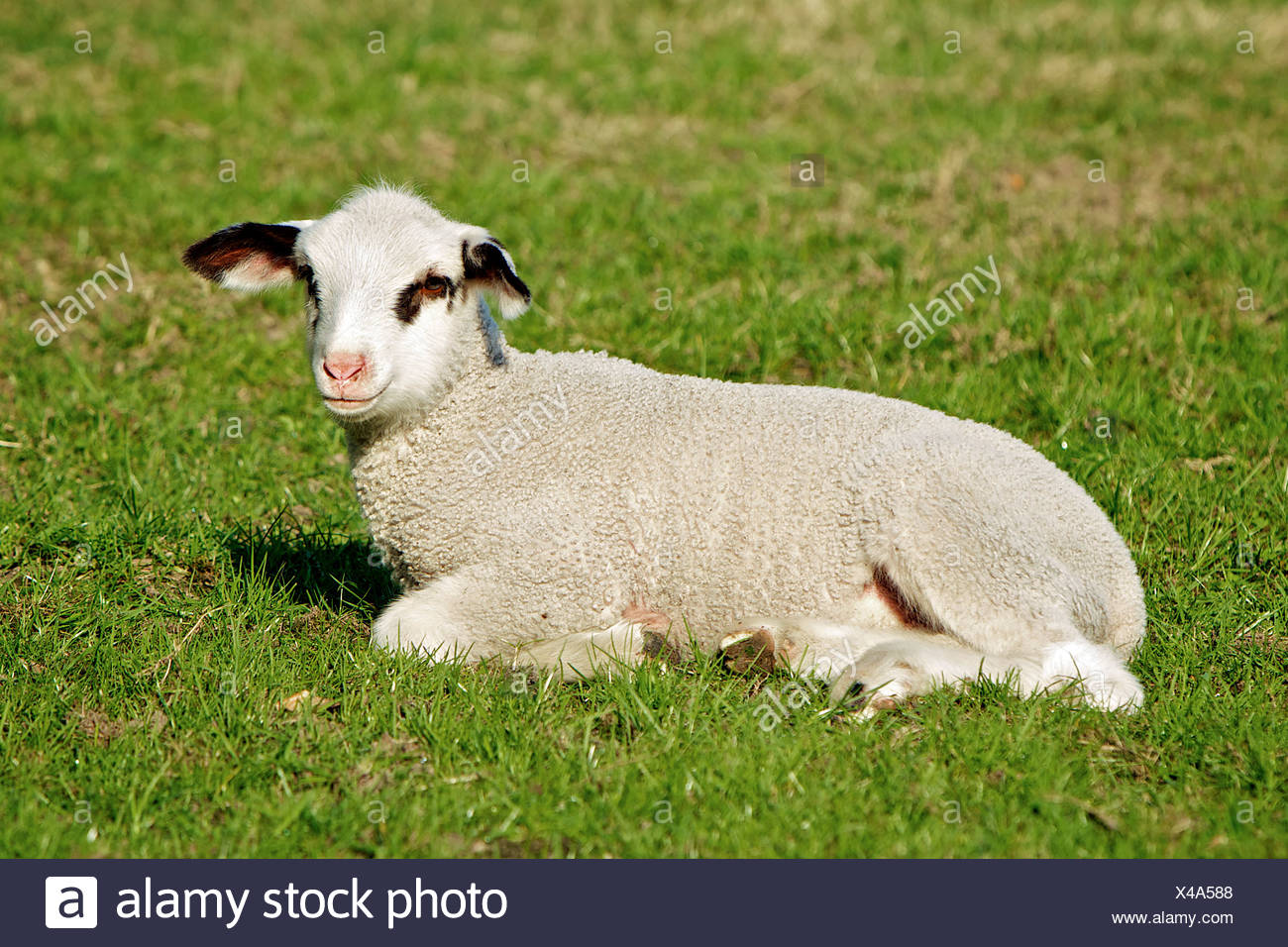 Deutsch Blackheaded Hammelschafe Stockfotos und -bilder Kaufen - Alamy