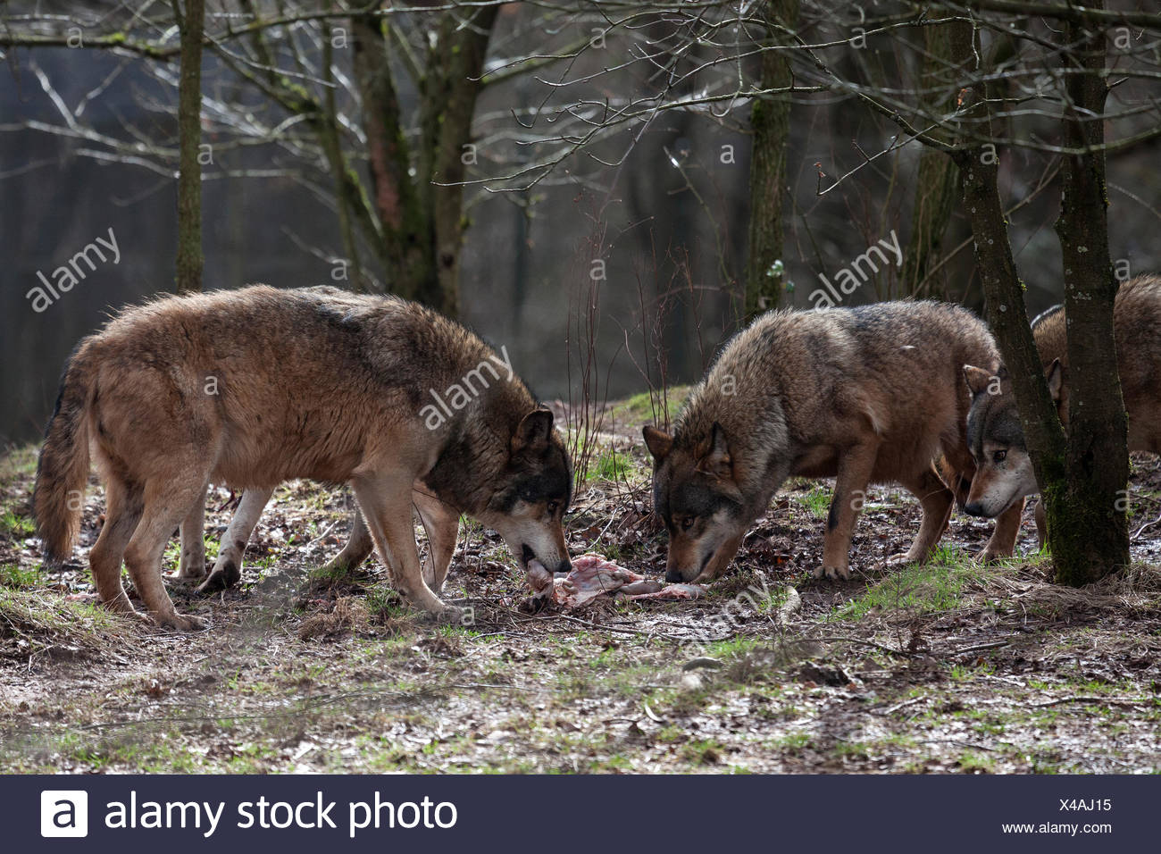 Gray Wolf Canis Lupus Eating Stockfotos und -bilder Kaufen - Alamy