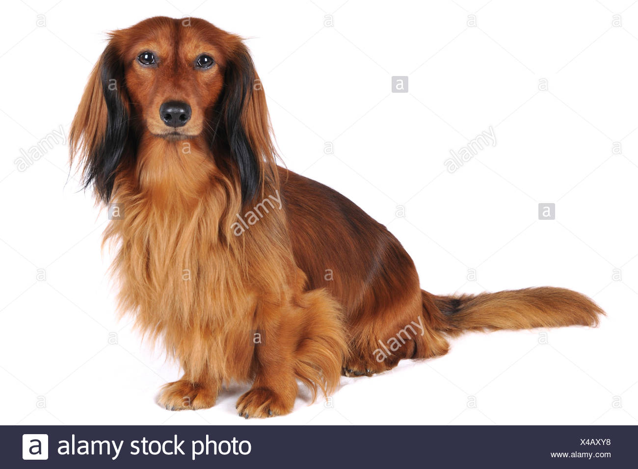 Langer Hund Stockfotos und -bilder Kaufen - Alamy
