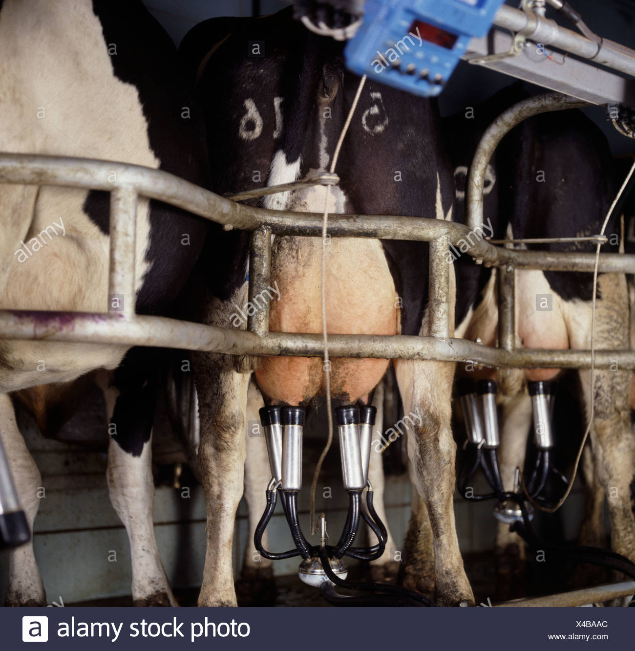 Milking The Cow Stockfotos & Milking The Cow Bilder - Alamy