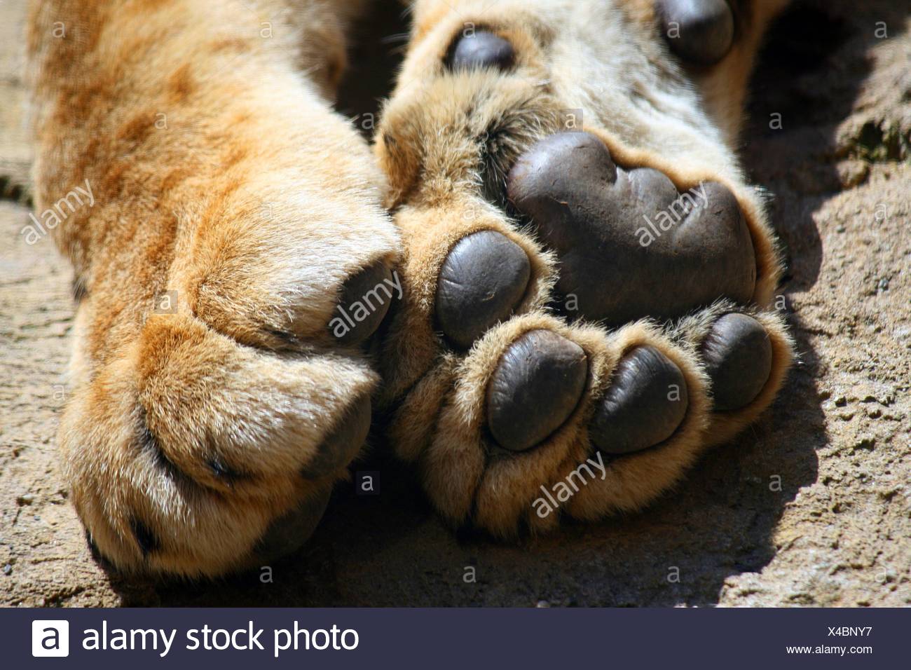Lion Feet Stockfotos und -bilder Kaufen - Alamy