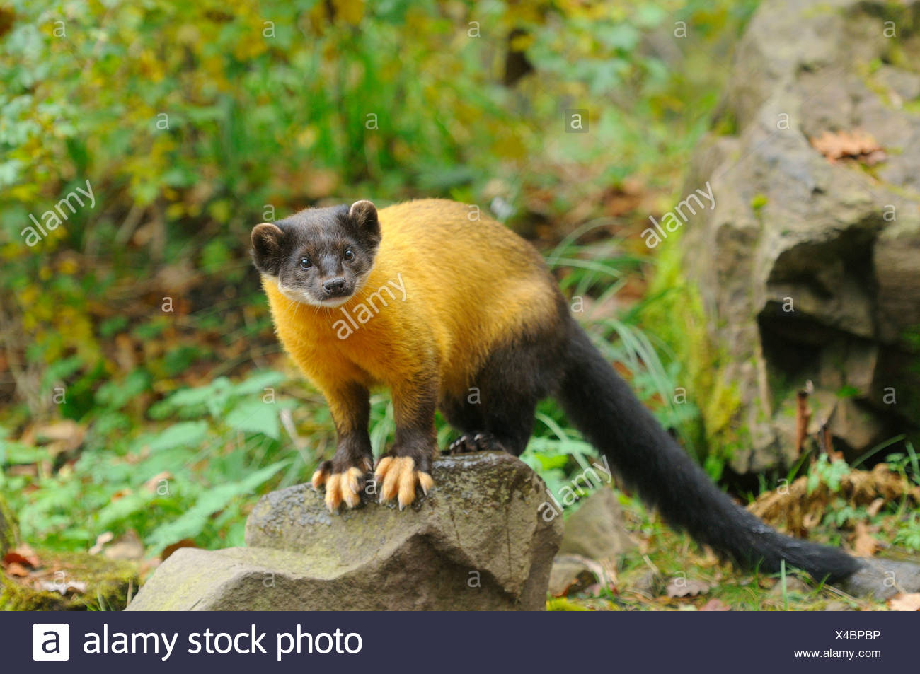 Echte Marder Stockfotos und -bilder Kaufen - Alamy