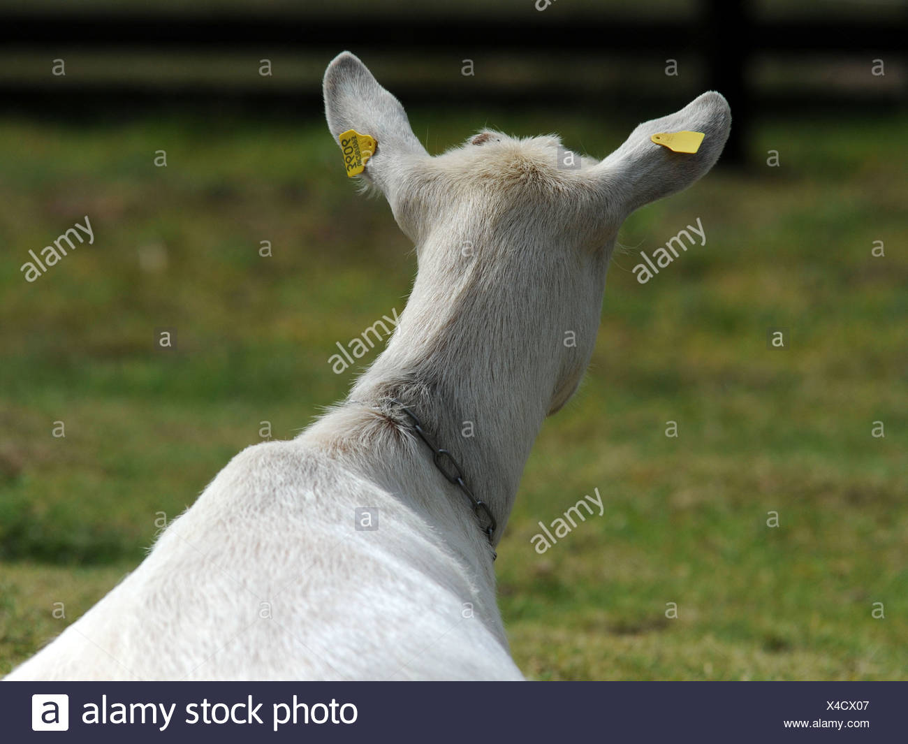 Kopf Der Ziege Stockfotos und -bilder Kaufen - Alamy