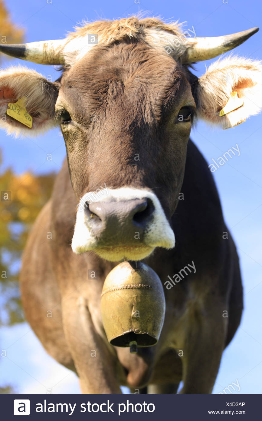 Allgau Cow Stockfotos und -bilder Kaufen - Alamy