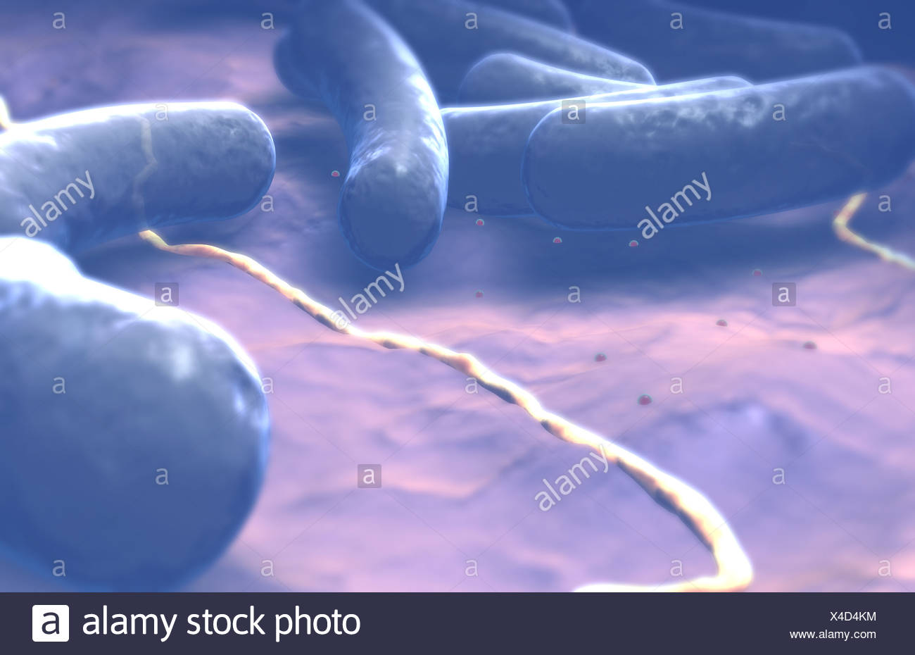 Tetanus Bacillus Stockfotos & Tetanus Bacillus Bilder - Alamy