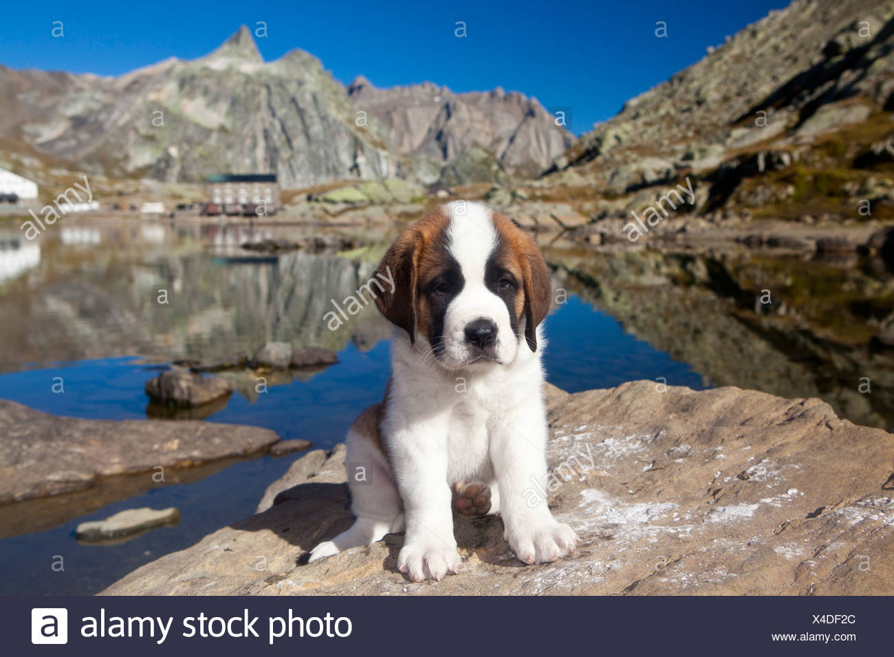 Bernhardiner Welpen Stockfotos und -bilder Kaufen - Alamy