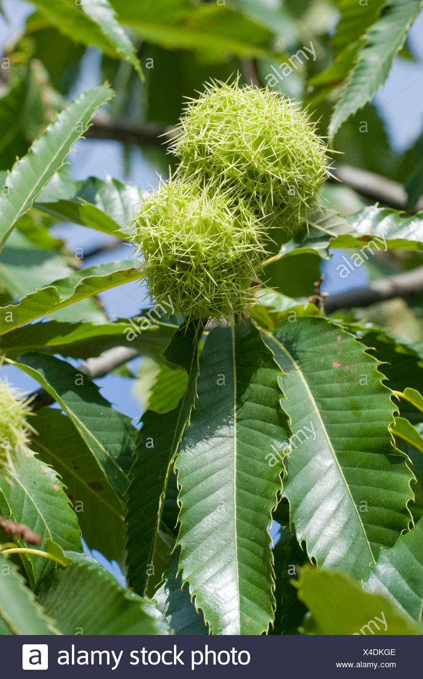 Castanea Sativa Edelkastanie Esskastanie Stockfotos und -bilder Kaufen ...