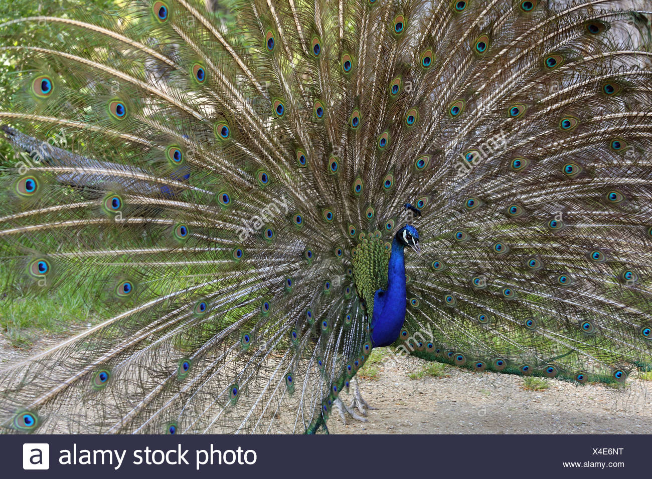 Pfau Schlägt Rad Zum Imponieren Stockfotos & Pfau Schlägt Rad Zum ...