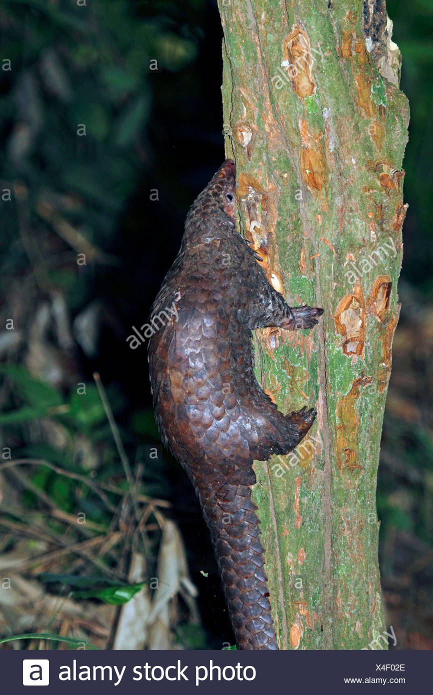 Phataginus Tricuspis Stockfotos und -bilder Kaufen - Alamy