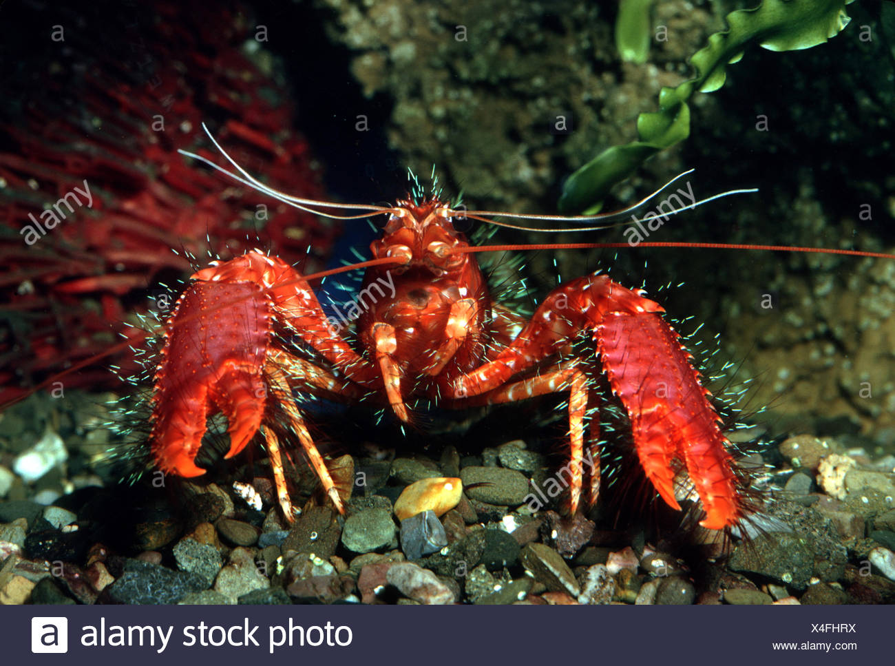 Rote Hummer Stockfotos und -bilder Kaufen - Alamy