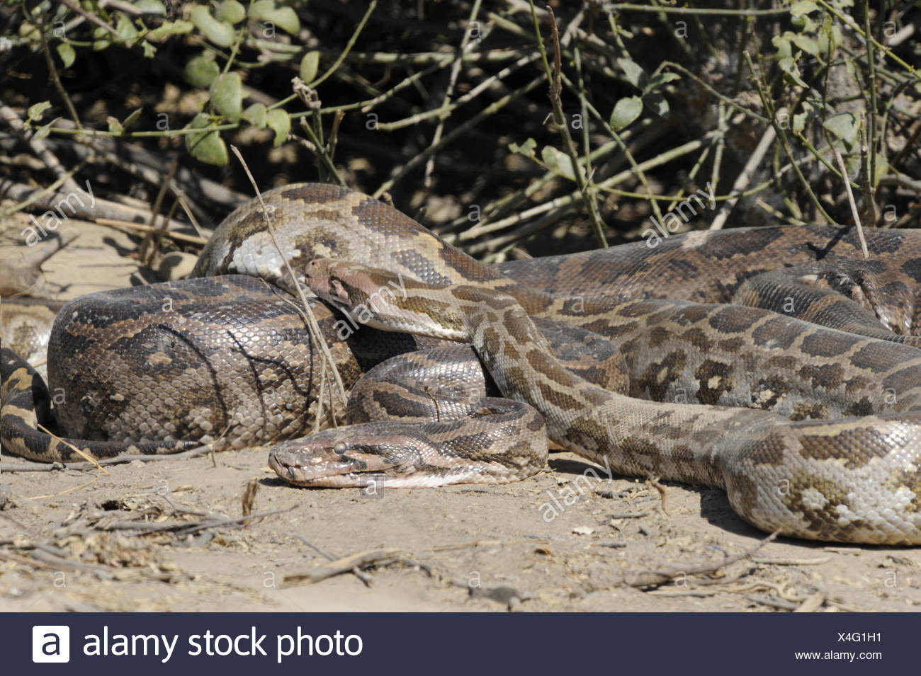 Indische Pythons Python Molurus Stockfotos und -bilder Kaufen - Alamy