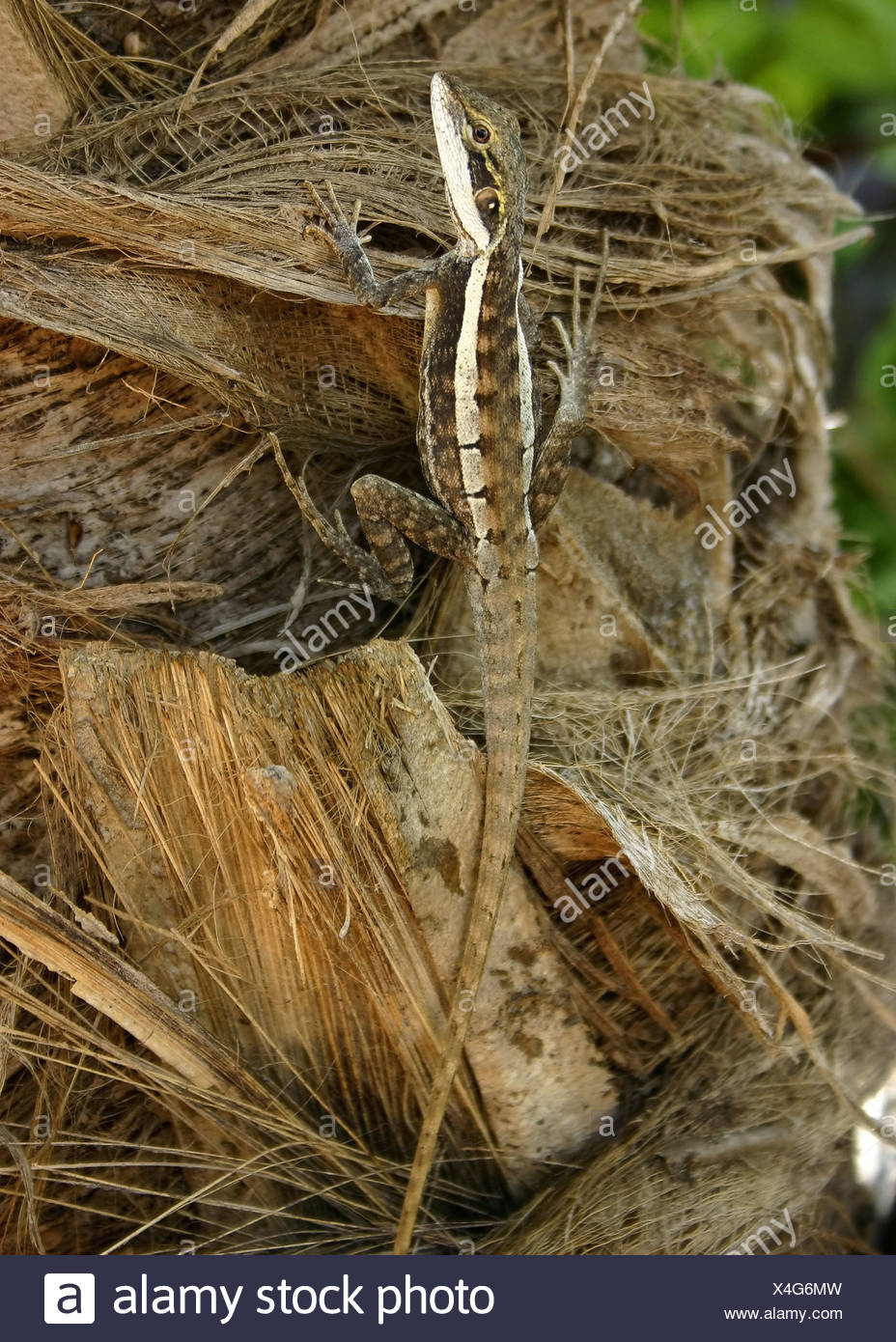Tata Lizard On A Palmtrunk Stockfotos & Tata Lizard On A Palmtrunk ...