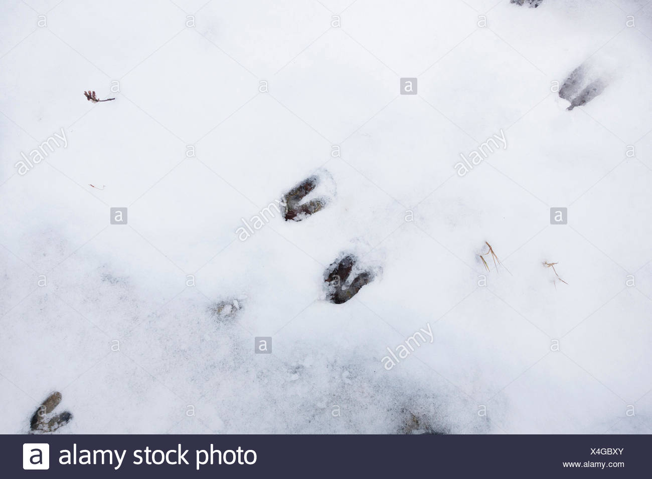 Hirschspuren Im Schnee Stockfotos und -bilder Kaufen - Alamy