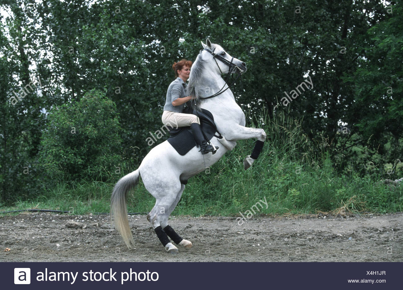 White Horse Rearing Rider Stockfotos und -bilder Kaufen - Alamy
