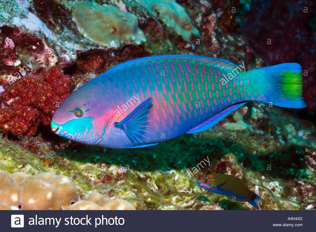 Lyretail Wrasse Thalassoma Lunare Stockfotos und -bilder Kaufen - Alamy