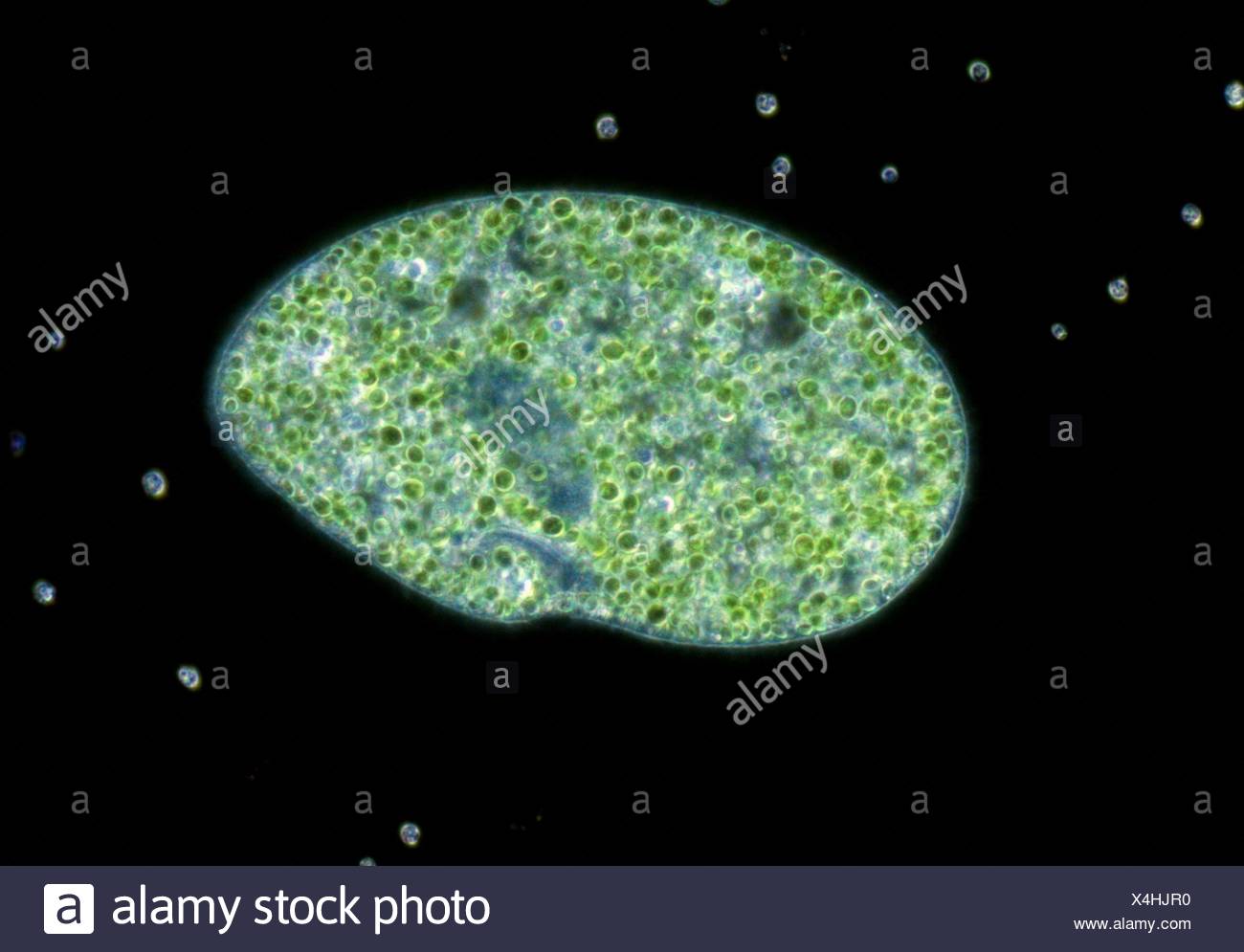 Stehendes Wasser Protozoon Stockfotos und -bilder Kaufen - Alamy