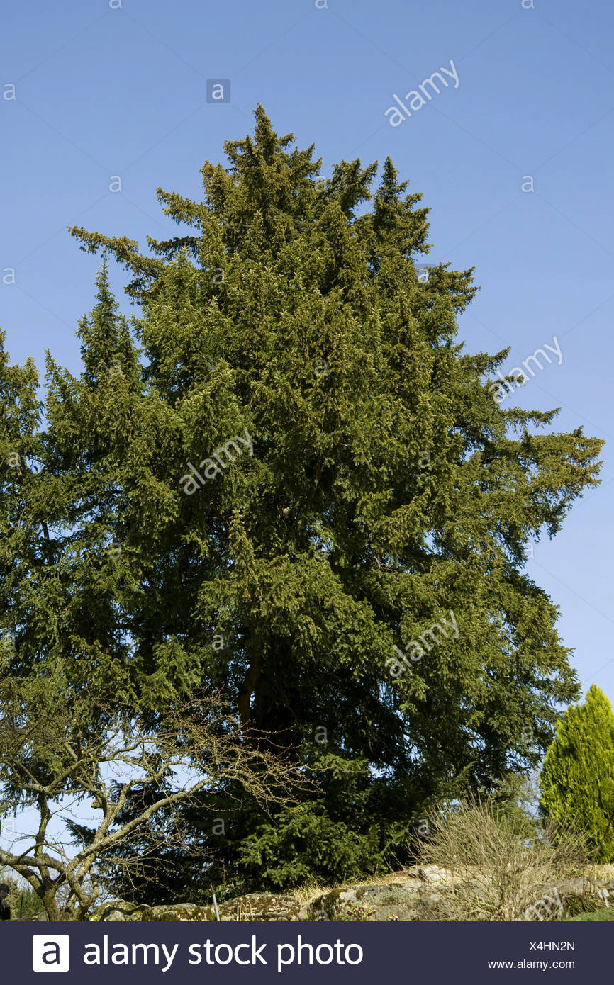 Gemeine Eibe Stockfotos und -bilder Kaufen - Alamy